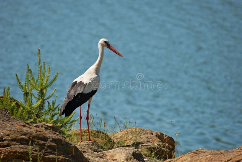 Stork at a lake border stock photo. Image of neck, wild - 16705410