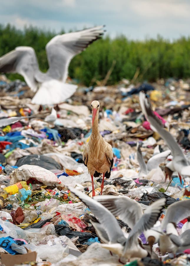 Stork on Landfill Garbage Dump Stock Photo - Image of dump, dirt: 131400546