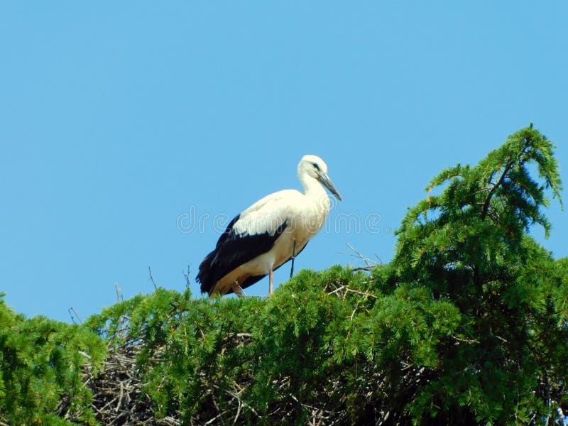 Stork in a nest in a tree stock photo. Image of wildlife - 281956546