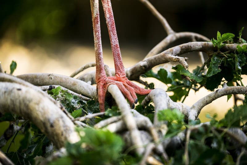 Stork legs macro shot. stock image. Image of feet, beautiful - 117897343
