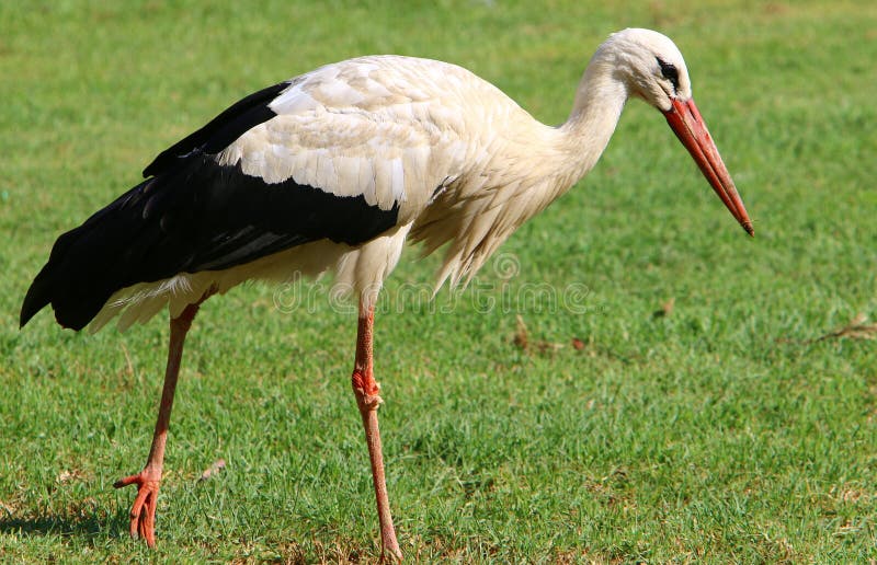 Stork with a Long and Red Beak Stock Image - Image of feathers, tourism ...