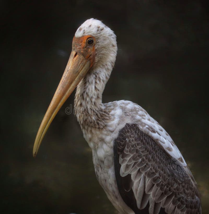 An Stork Looking for Fishes Stock Photo - Image of gull, wing: 182115634