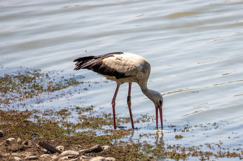 Stork Looking for Food in the Lake Stock Photo - Image of stork, food ...