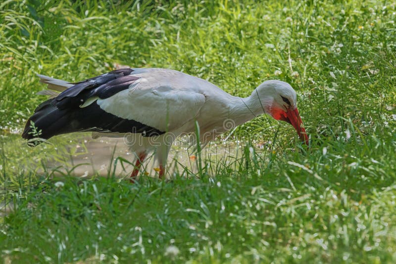 Stork Looking for a Prey in the Grass Stock Photo - Image of bill ...