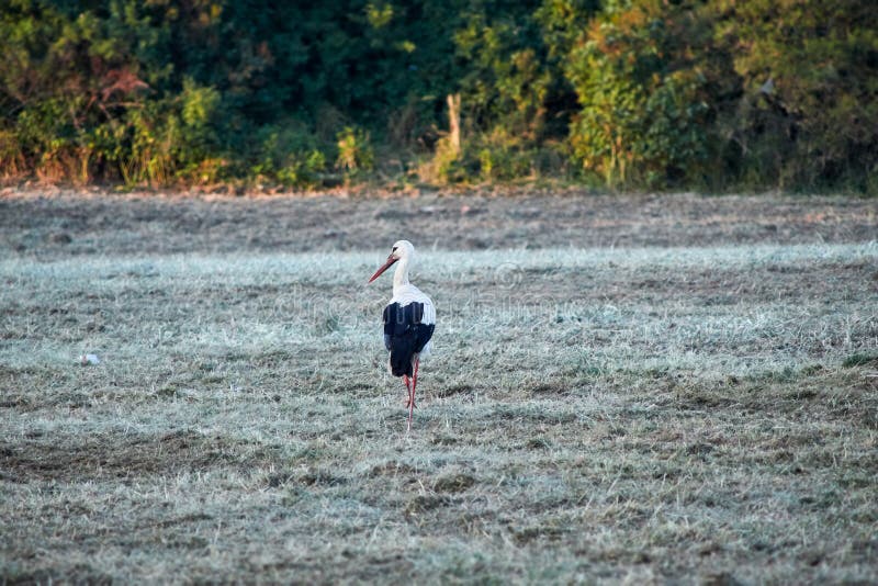 Stork on Meadow in the Evening Stock Image - Image of animal ...