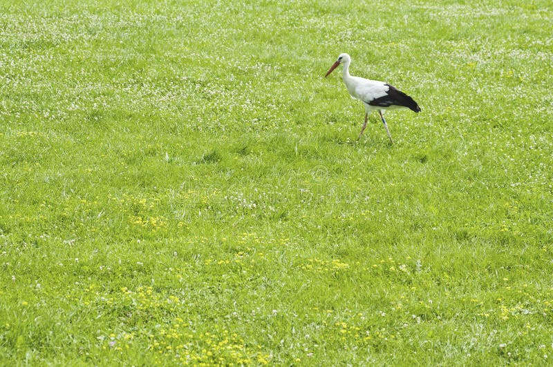 Stork on meadow stock photo. Image of urban, animal, calm - 46874894