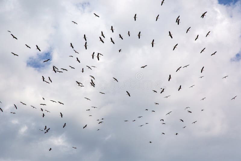 Stork migration stock photo. Image of animal, neck, migratory - 183415534