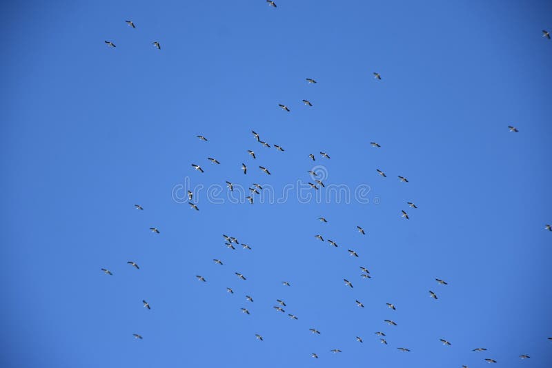 Stork Migration, Group in the Sky, they Migrate Stock Image - Image of ...