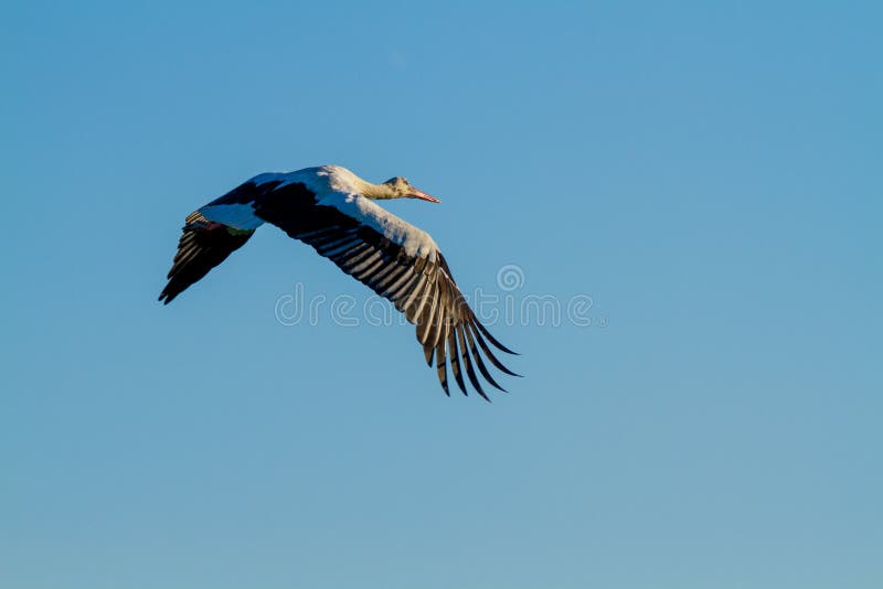 Stork Migratory Bird Po Delta Regional Park Stock Photo - Image of ...