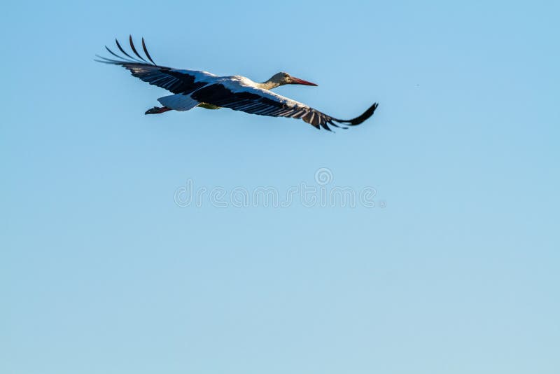 Stork Migratory Bird Po Delta Regional Park Stock Photo - Image of ...