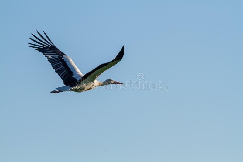 Stork Migratory Bird Po Delta Regional Park Stock Image - Image of ...