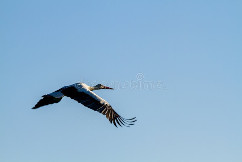 Stork Migratory Bird Po Delta Regional Park Stock Image - Image of ...