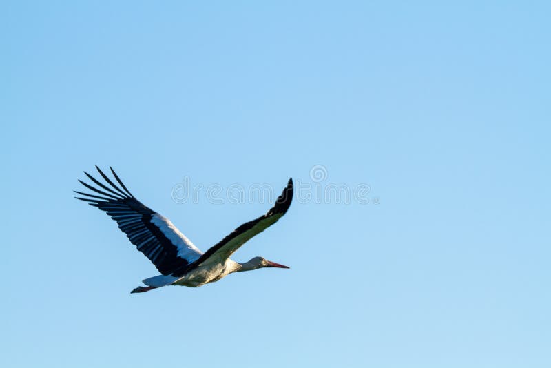Stork Migratory Bird Po Delta Regional Park Stock Photo - Image of ...