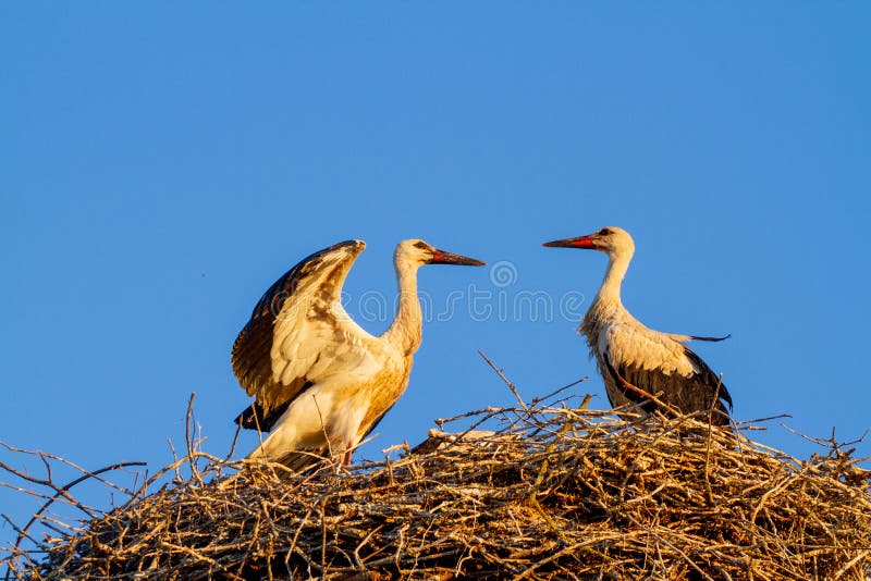 Stork Migratory Bird Po Delta Regional Park Stock Image - Image of ...