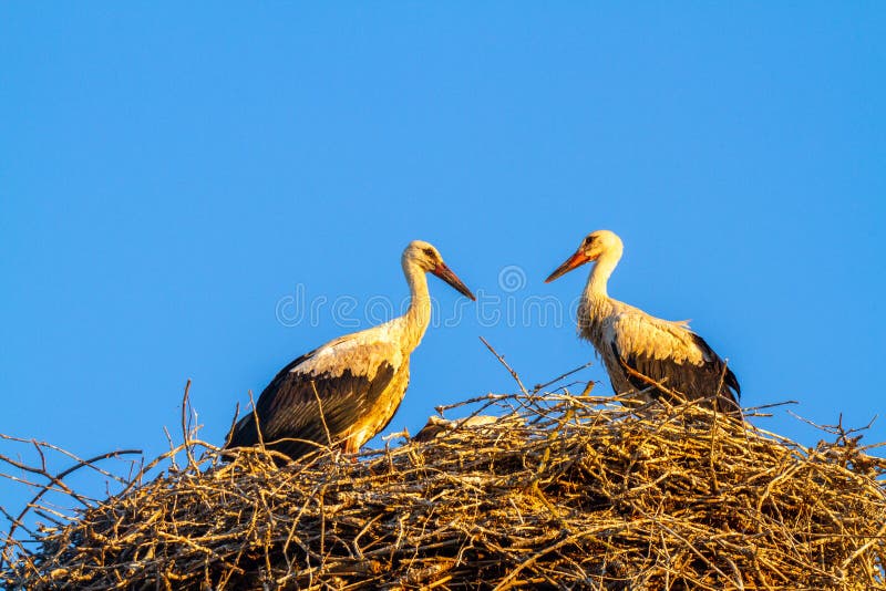 Stork Migratory Bird Po Delta Regional Park Stock Photo - Image of ...