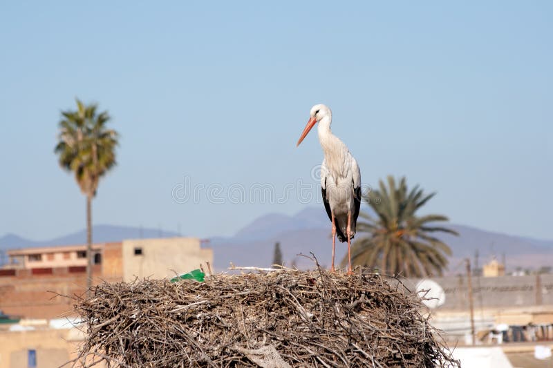 Stork in Morocco stock photo. Image of feather, family - 16657868