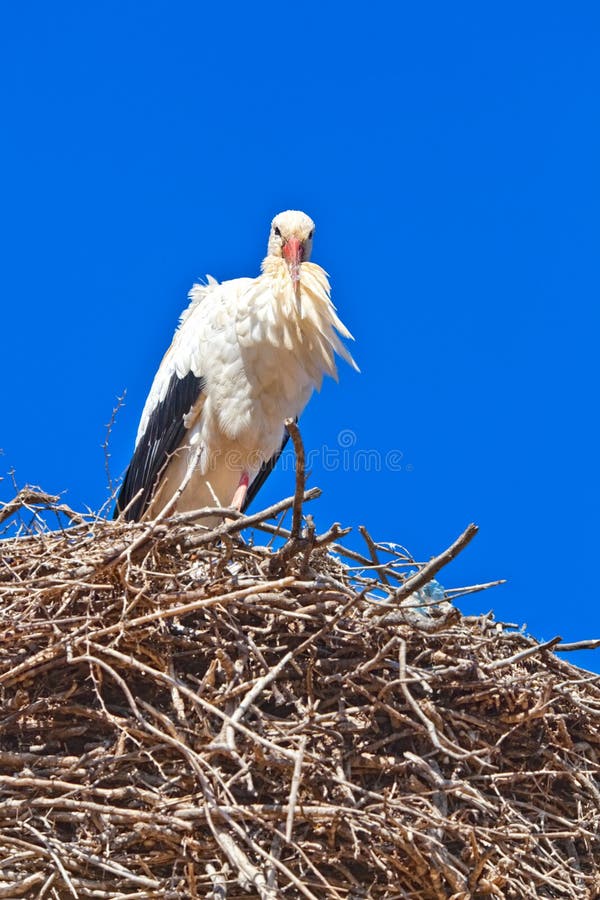Stork - Morocco stock photo. Image of africa, beak, maghreb - 18230694