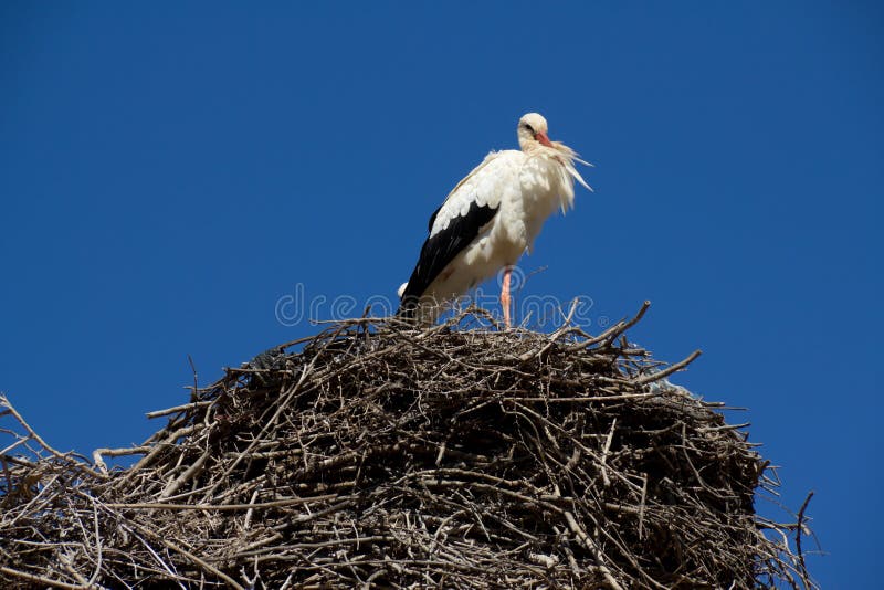 Stork - Morocco stock image. Image of outdoors, bird - 21513649