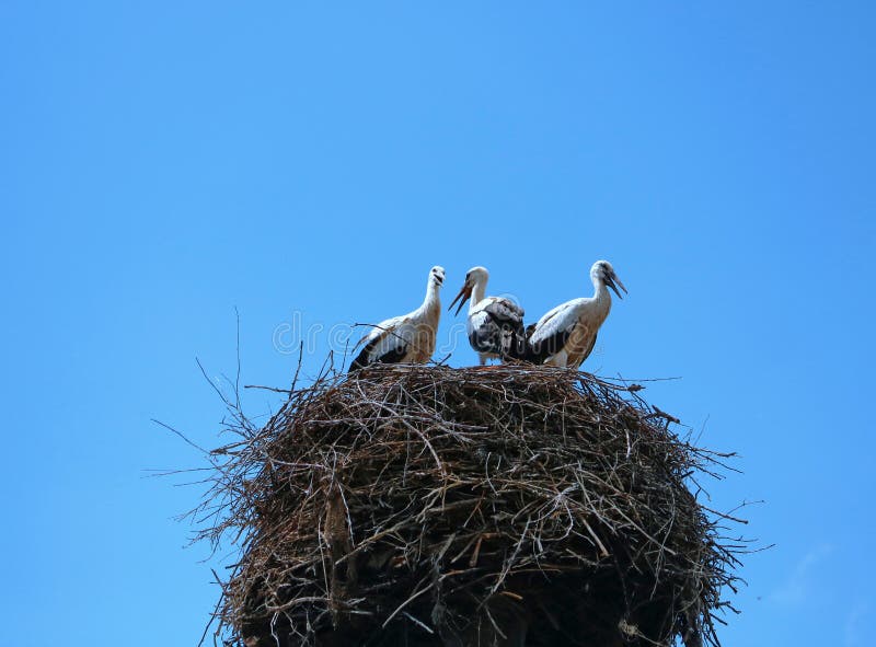 Stork Mutter Feeding the Little Baby in the Nest Stock Photo - Image of ...