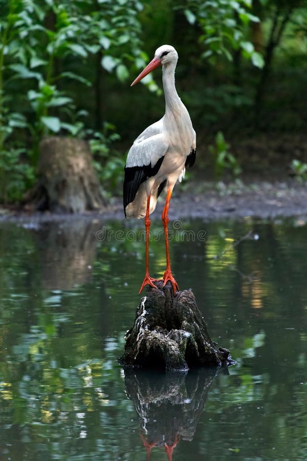 Stork in the Nature Habitat Stock Photo - Image of stork, shore: 73165048