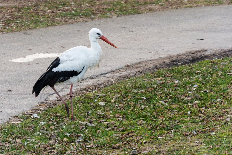 Stork in nature stock image. Image of black, animal - 102636867