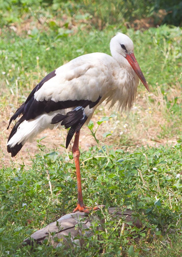 Stork in nature stock photo. Image of ornithology, gray - 33103172