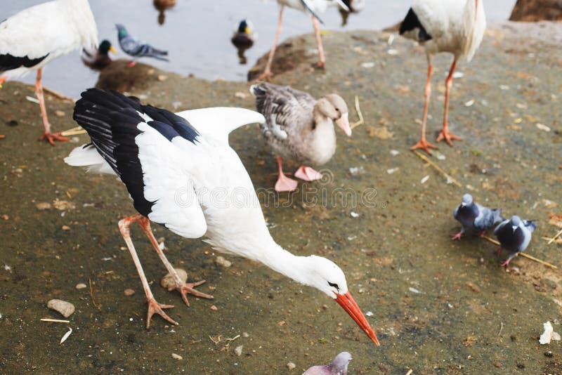 Stork Near the Lake. Stork Eats Bread with Its Beak Stock Image - Image ...
