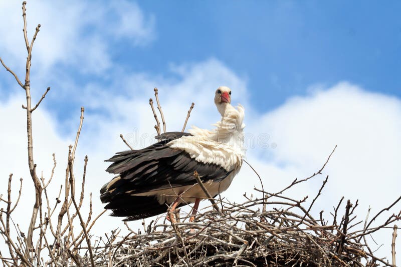 Stork in the nest stock image. Image of bird, clouds - 13910289
