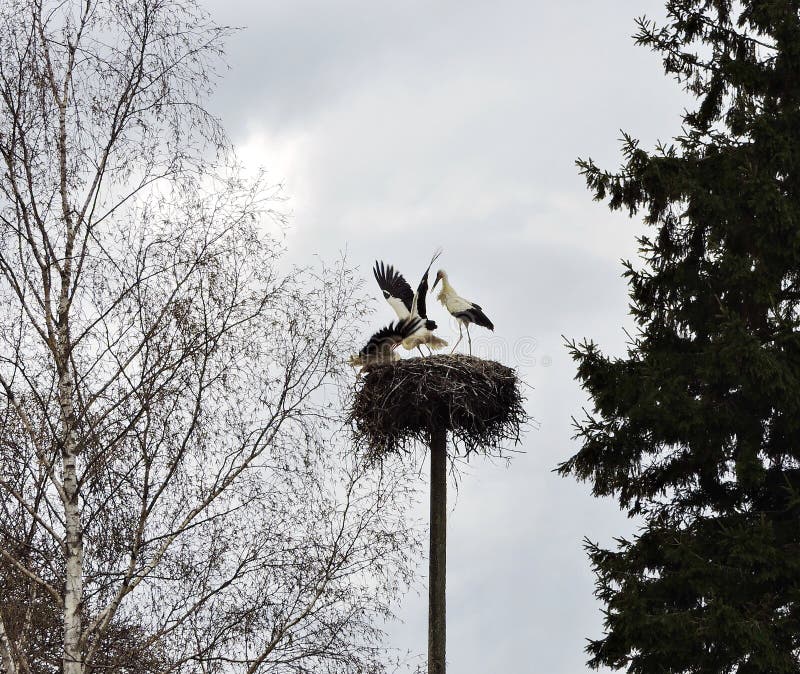 Stork Nest and Birds , Lithuania Stock Image - Image of white, spring ...