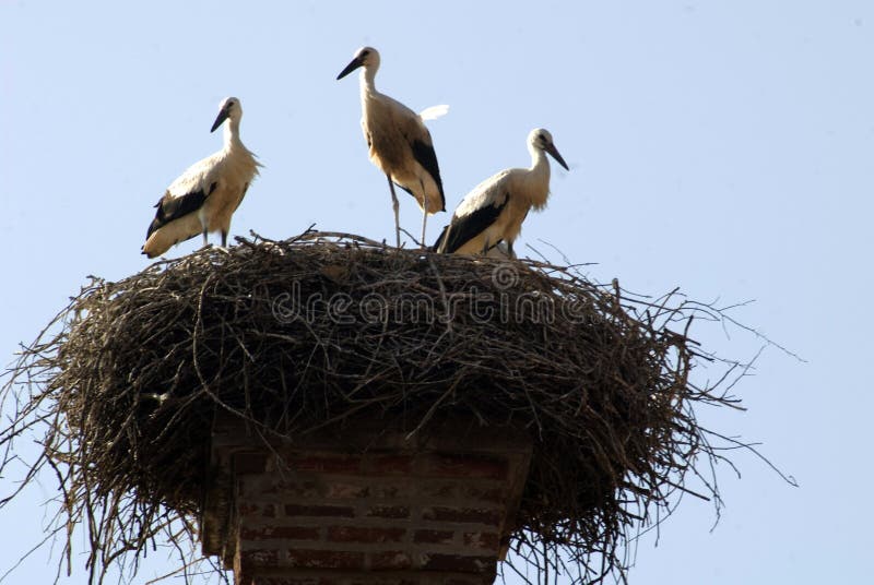 A stork in a nest stock photo. Image of bird, brooding - 285817698