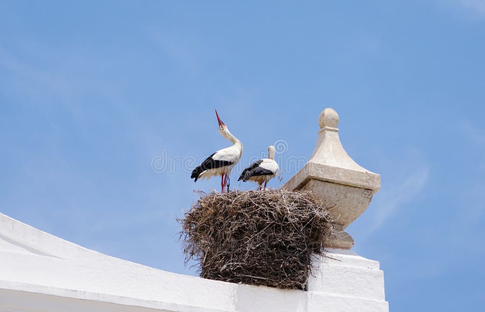 Stork nest stock image. Image of screaming, perspective - 99647723