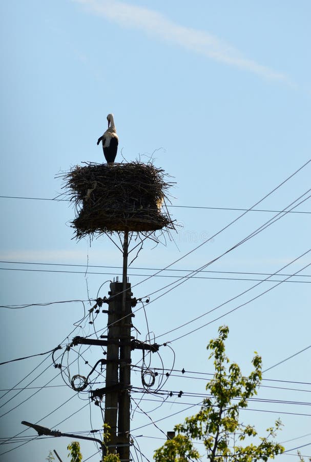Stork in a nest on a pole stock image. Image of branch - 334578963