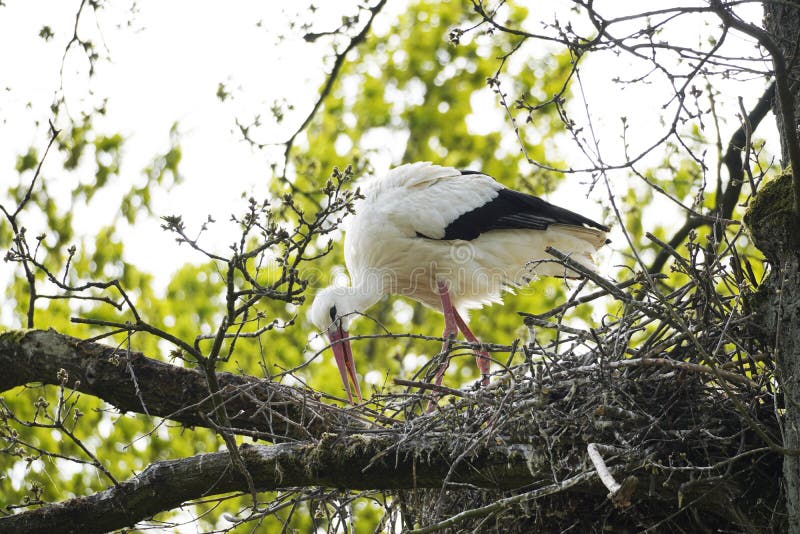 Stork in the nest. stock photo. Image of summer, white - 260943090