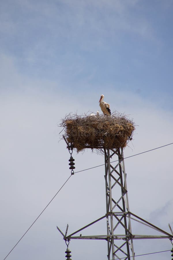 Stork Nesting on Electric Tower Stock Image - Image of stork, turkey ...