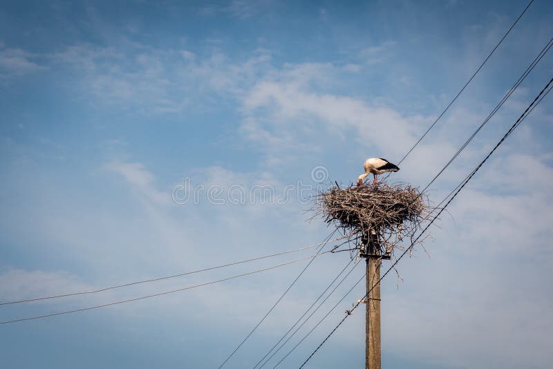 Stork Nesting on an Electrical Post Under a Wispy Sly Stock Image ...