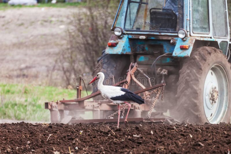Stork Next To the Tractor Plows the Earth Stock Photo - Image of land ...