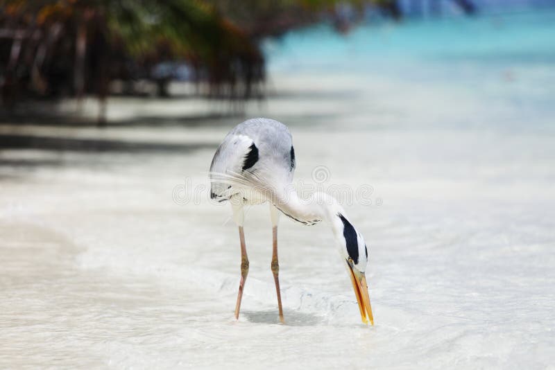 Stork on the ocean stock image. Image of child, animal - 29876581