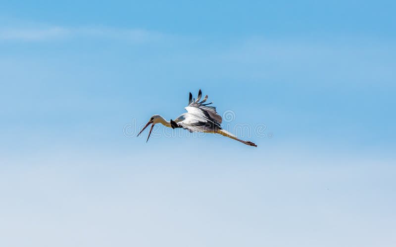 Stork with Open Beak Flies in the Sky Stock Image - Image of view ...