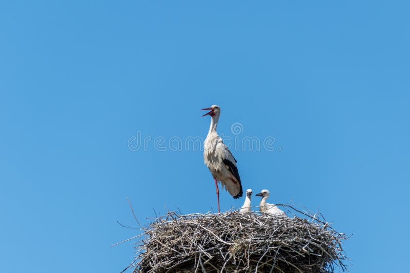 Stork with Open Beak in the Nest with Two Children Stock Illustration ...