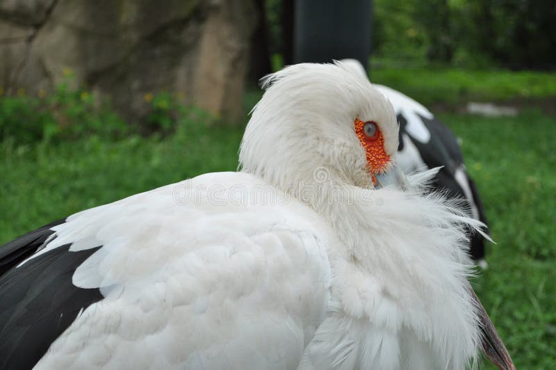 Stork in the Paddock of the Zoo Enclosure Sleep and Rest Stock Photo ...