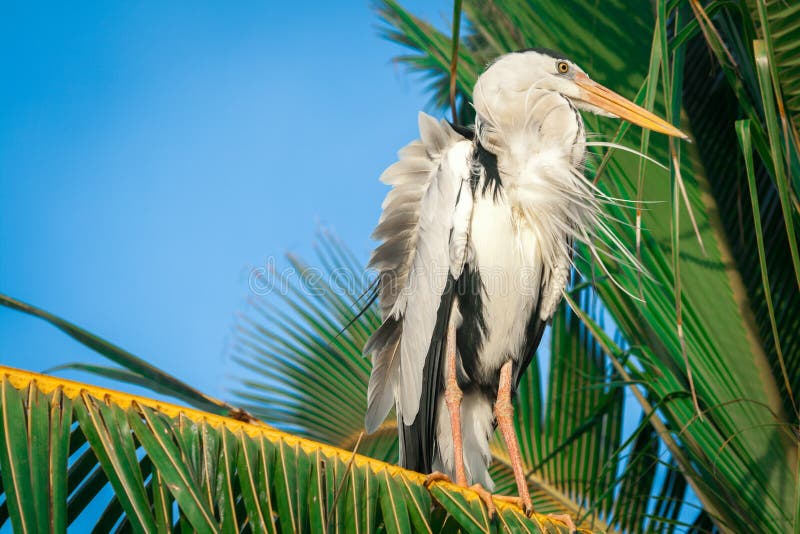 Stork on a palm tree stock image. Image of maldives, bird - 32469417