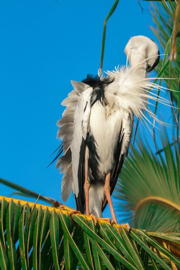 Stork on a palm tree stock photo. Image of body, palm - 32568182