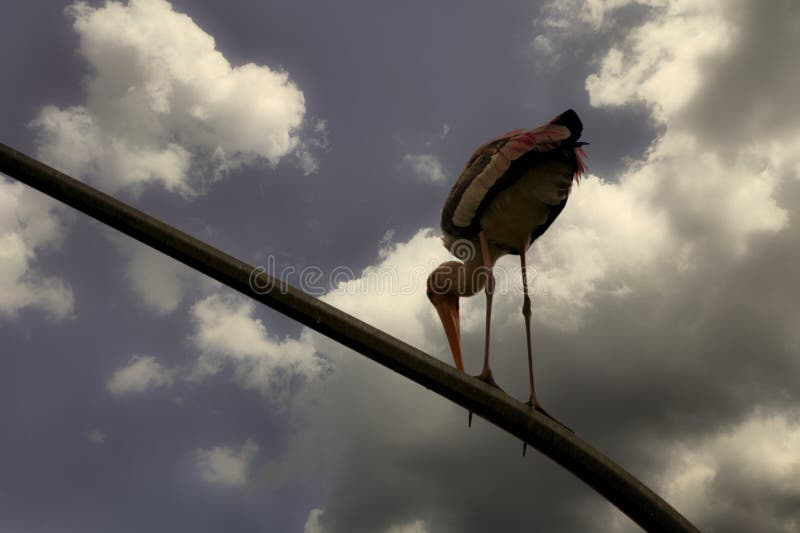 A Stork Perched on a Curved Pole Under a Dramatic Sky Creates a Surreal ...