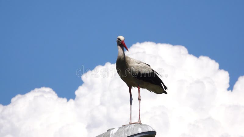 Stork Perched on Lamppost stock video. Video of animal - 192147231