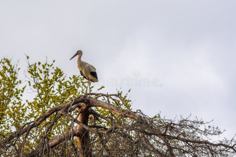 A Stork Perched on Top of a Large Tree with Withered Branches. Stock ...