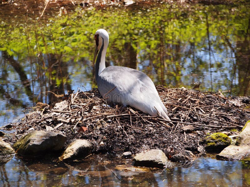 Stork stock photo. Image of animals, small, water, lake - 91146162