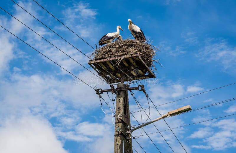 Stork in Poland stock image. Image of country, poland - 76361659