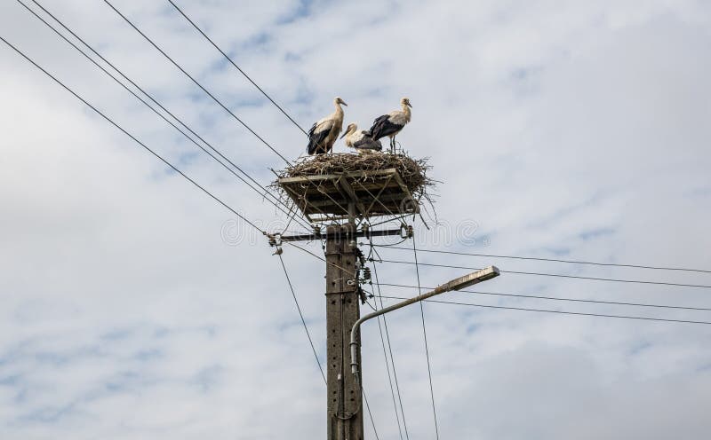 Stork in Poland stock image. Image of white, bird, countryside - 77656631