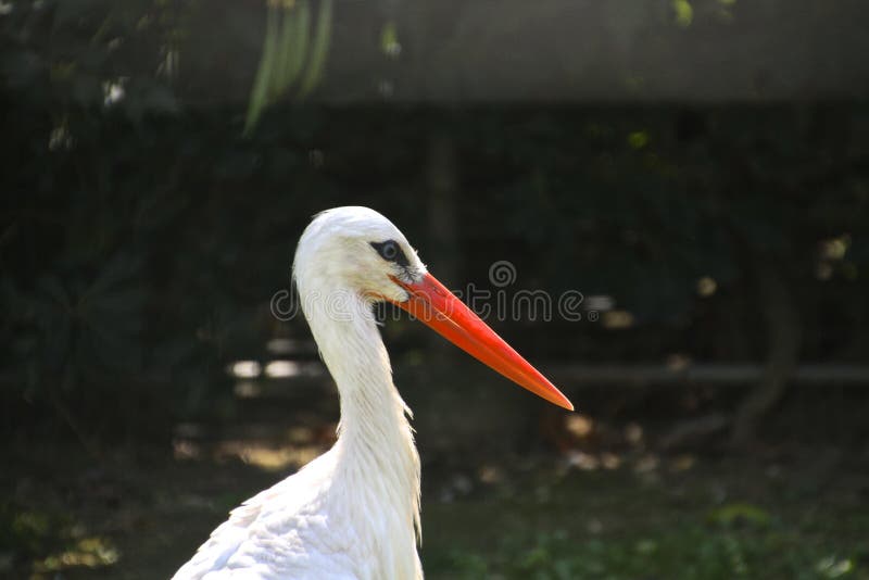 Stork stock photo. Image of beauty, calm, freedom, feathering - 33797862