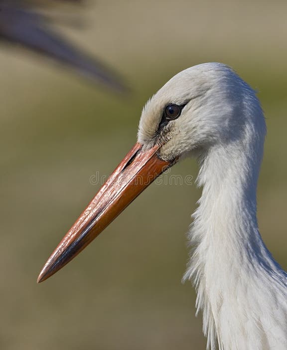 Stork in Profile, Looking, Rural Turkey Stock Image - Image of stork ...